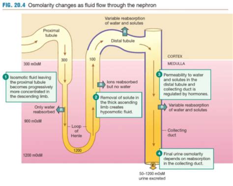 Measuring Renal Function Flashcards Quizlet
