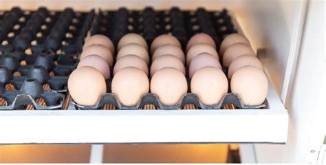 Monitoring Suhu Dan Kelembapan Penetasan Telur