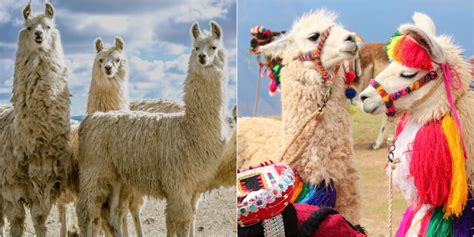 Lamalar Hakkında 10 Şaşırtıcı Gerçek