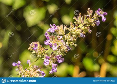 Shallow Focus Shoit Of Catnip Flower With Blur Background Stock Image Image Of Growing Garden