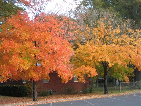 Bird Nest On The Ground Trees Nature S Version Of Lace