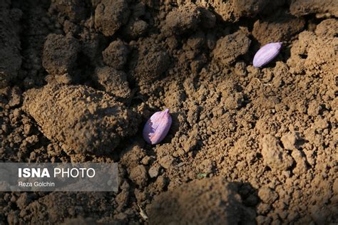 کاشت بادام زمینی در آستانه اشرفیه گیلان خزرنما