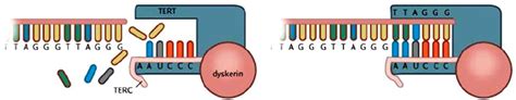 Telomerase Active Telomerase Is Formed By Two Rna Complexes Terc One