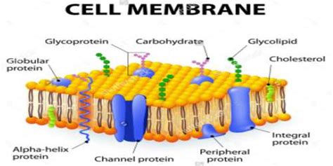 Plasma Membrane Or Cell Membrane Structure And Function QS Study