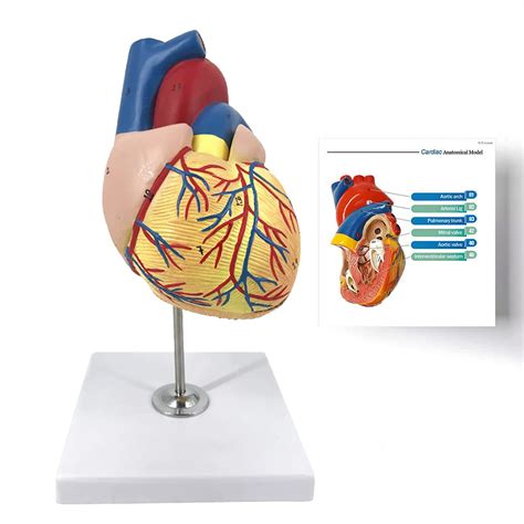 Buy Iksvmsis Heart Model Anatomy Human Heart Model For Medical Babes Human Heart Model With