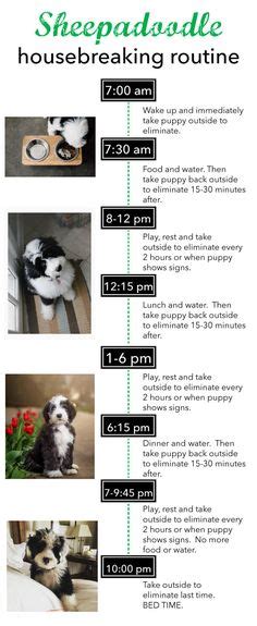 140 Sheepadoodle Training Tips Ideas Puppies Training Tips Training