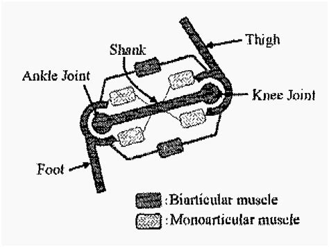 Figure 1 From A Passive Dynamic Walking Quadruped With Independently