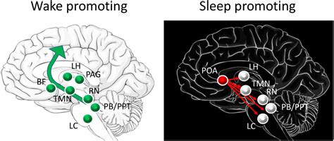 Frontiers Reciprocal Relationships Between Sleep And Smell