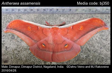 Antheraea Assamensis Helfer 1837 Moga Silk Moth Moths
