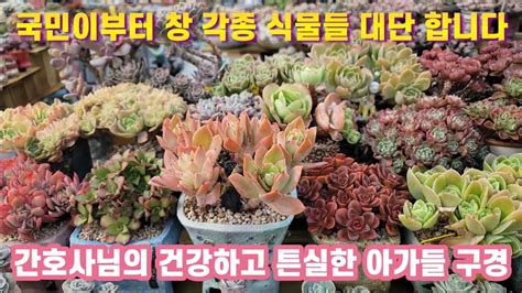 수간호사님 다육이들 엄청난양의 이쁜 아가들이 한가득 간호사님의 보살핌에 하나같이 건강하고 튼실 하네요 다육이들 보는내내 미소짓게 합니다 Youtube