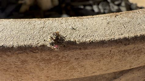 Zombie Bug R Whatisthisbug