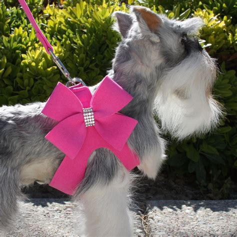 Maltese Harness Or Collar At Max Redfern Blog