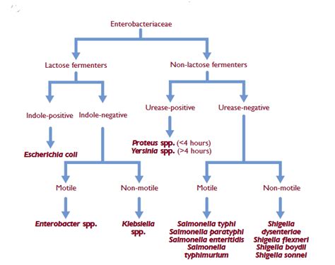 Flow Diagram Of The Classification Of Members Of The Enterobacteriaceae Simple Laboratory Tests