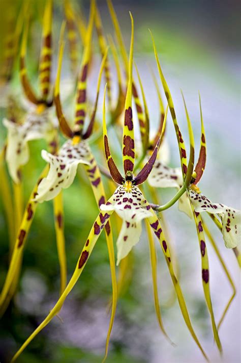 Orchid Morphology Pollination Adaptations Britannica