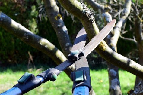 10 Expert Tips For Stunning Crabapple Tree Pruning To Enhance Your Landscape