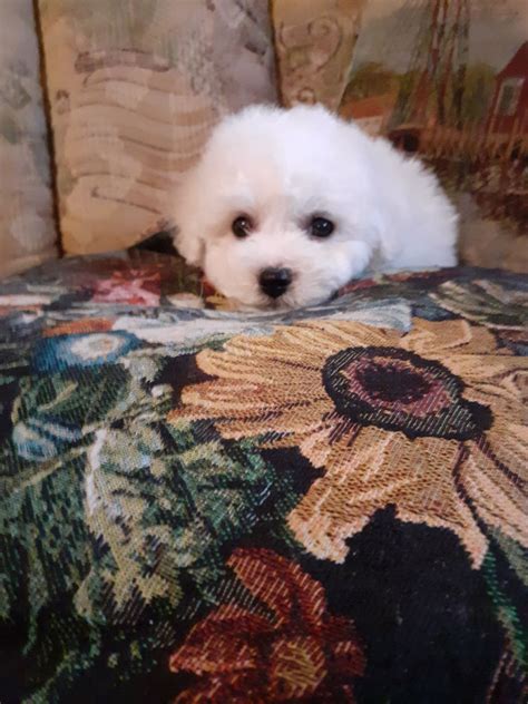 Продается бишон фризе