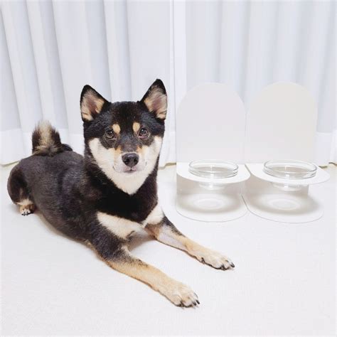 강아지 밥그릇 물그릇 높이 조절 가능한 애견 식기 식탁 마블홀릭 네이버 블로그