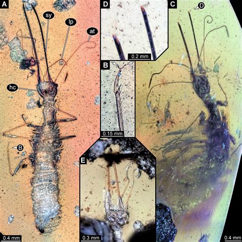 Intriguing Insect Fossils Preserved In Amber One Last Forum Last But Not Least