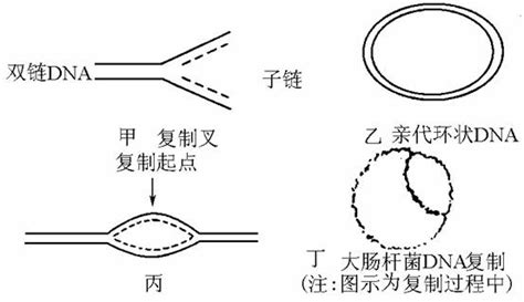 1958年 Meselson和stahl通过一系列实验首次证明了dna的半保留复制 此后科学家便开始了有关dna复制起点数目 方向等方面的研究 试回答下列问题 1 由于dna分子呈 结构