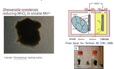 Lecture 22 Metabolism Ii Flashcards Quizlet