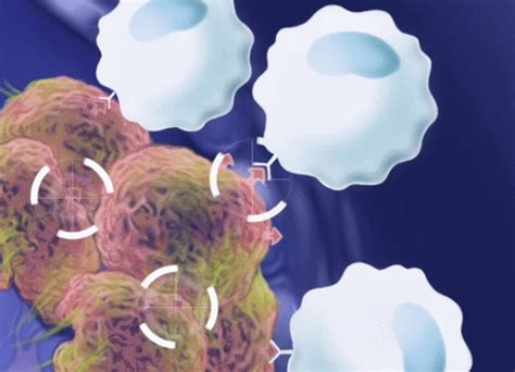 免疫细胞预防肿瘤进展，防止复发，重建免疫稳态…… 知乎