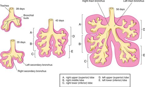 10 Basicmedical Key