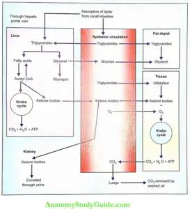Digestion Absorption And Metabolism Of Lipids Notes Anatomy Study Guide