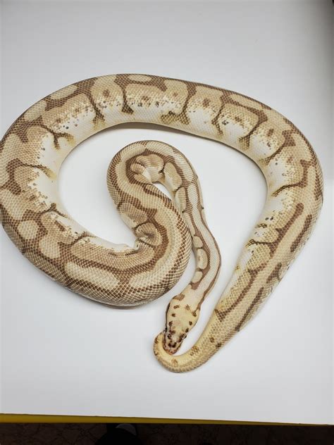 Queen Bee Ball Python By Action Reptiles Morphmarket