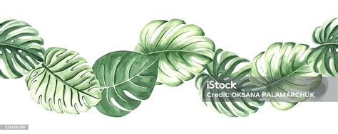 수채화 열대 야자수 잎 여름 열대 우림 디자인에 대 한 그림 식물 완벽 한 테두리 손으로 그린 몬스테라와 정글 식물을 사실적인 스타일로 표현했습니다 무성한 녹지 단풍