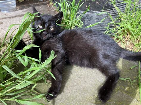 Ветеринарен кабинет д р Венцеслав Стоев Sofia