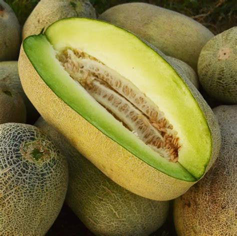 Bateekh Samara Honeydew Melon Floweringplantnursery