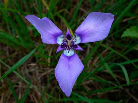 Herbertia Plant Alchetron The Free Social Encyclopedia