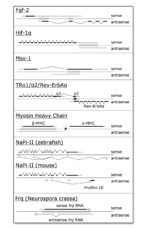 Schematic Representation Of Bi Directionally Transcribed Genes With Download Scientific Diagram
