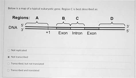 Solved Below Is A Map Of A Typical Eukaryotic Gene Region C Is Best Described As Regions A 5