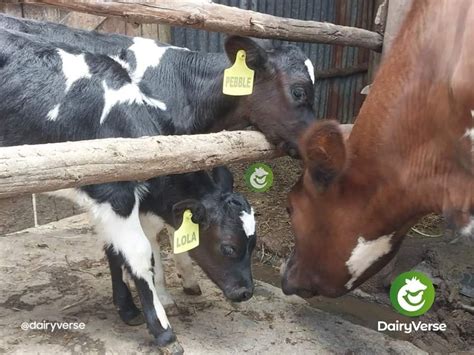 Calf Rearing Guide Dairyverse