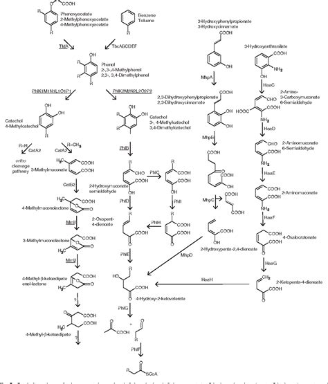 Cupriavidus Pauculus Semantic Scholar