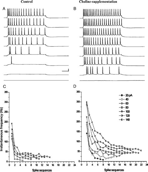 Action Potential Firing Of Ca1 Pyramidal Cells In Response To Download Scientific Diagram
