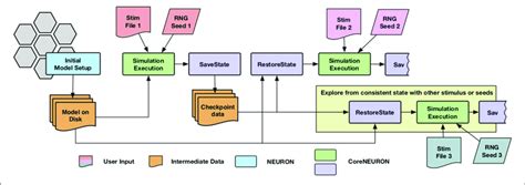 Simulation Workflow With The Checkpoint Restart Feature Coreneuron Download Scientific