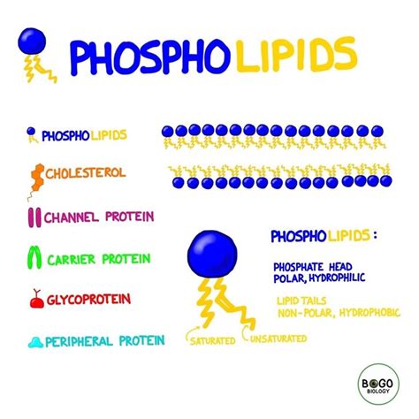 Phospholipids Cell Membrane Structure Cell Membrane Science Cells
