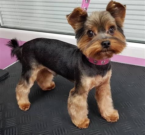 80 Cute Yorkie Haircut Ideas All The Different Types And Styles Artofit