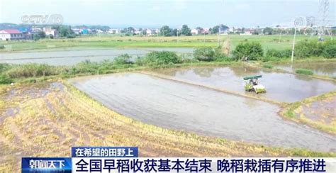 在希望的田野上 全国早稻收获基本结束 晚稻栽插有序推进 四川在线