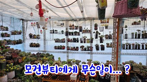 오랫만에 예쁜 아이들과 눈맞춤모건뷰티원종프리티꽃대날씨눈 Youtube