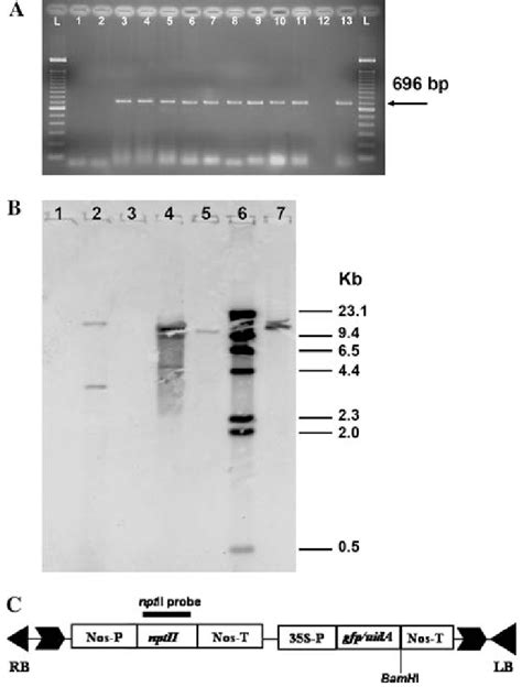 Molecular Evaluation Of Putative Transformed Plants A Pcr