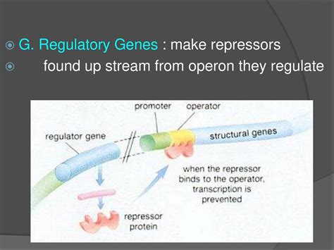 Chapter 15 Gene Control Ppt Download