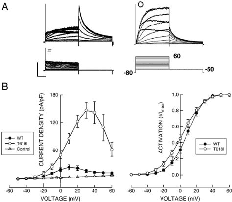 Steady Current Voltage Relations And Voltage Dependence Of Activation