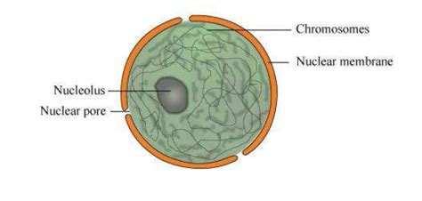 NCERT Solutions For Class Science Chapter Cell Structure And Functions