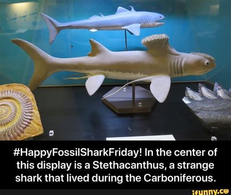 Stethacanthus Shark