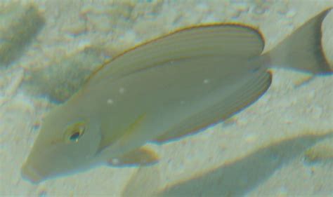 Rambles From Frog End Maldives Marine Life