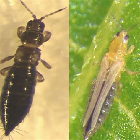 Thrip Tips Battling Tiny Garden Terrors With Big Results Rhododirect
