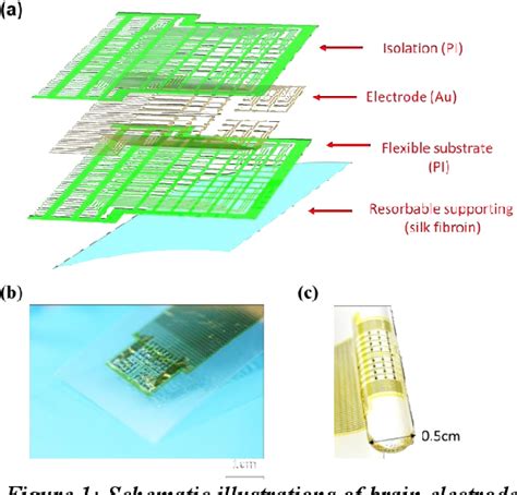 Figure 1 From A Silk Enabled Conformal Brain Electrode For Recording